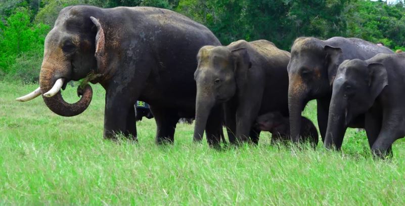 Rampaging elephant herd wreaks havoc in Rajmaniya, farmers seek relief ...