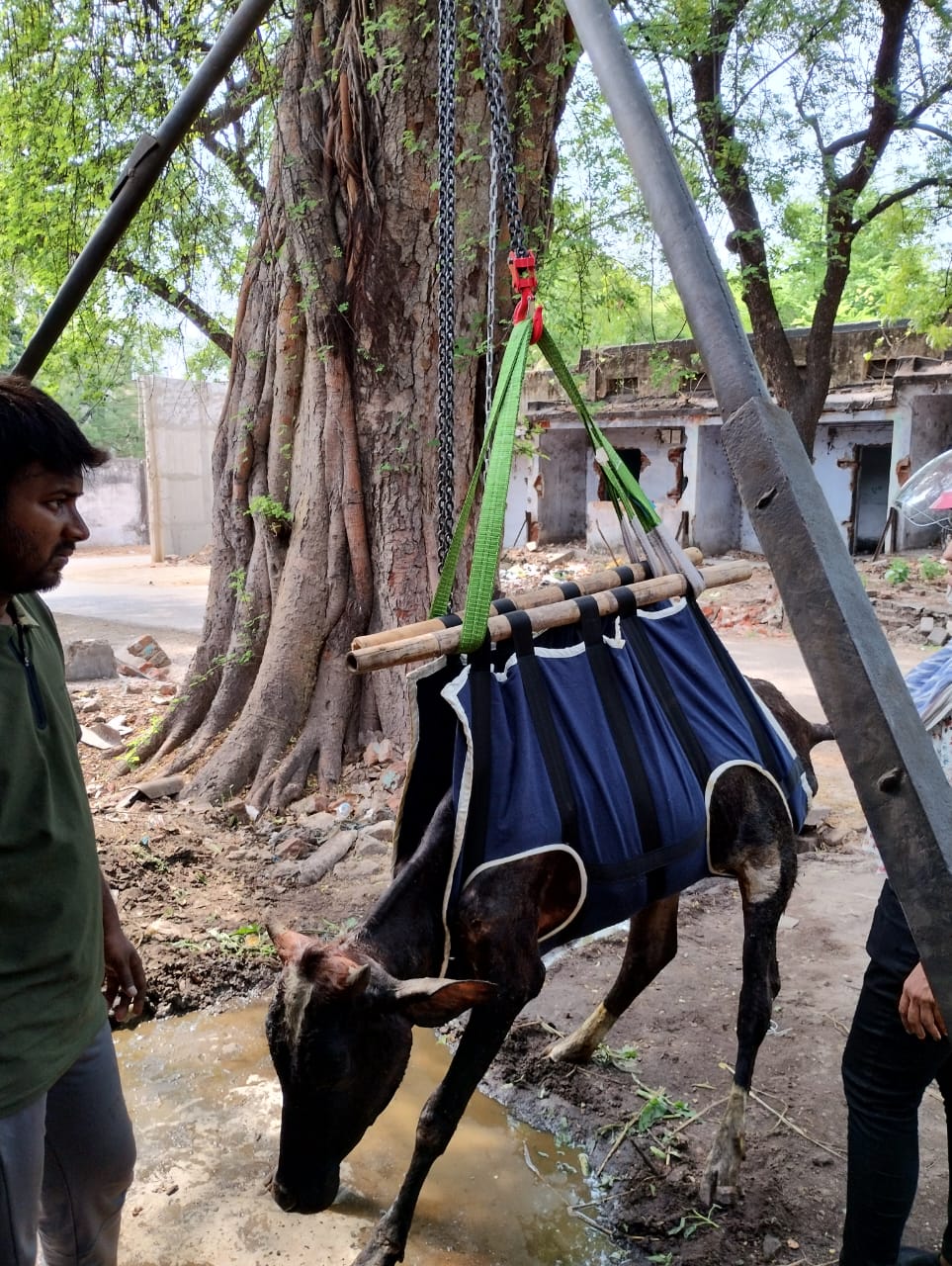 JAWS steps in to save injured cow in Jamshedpur | The Avenue Mail