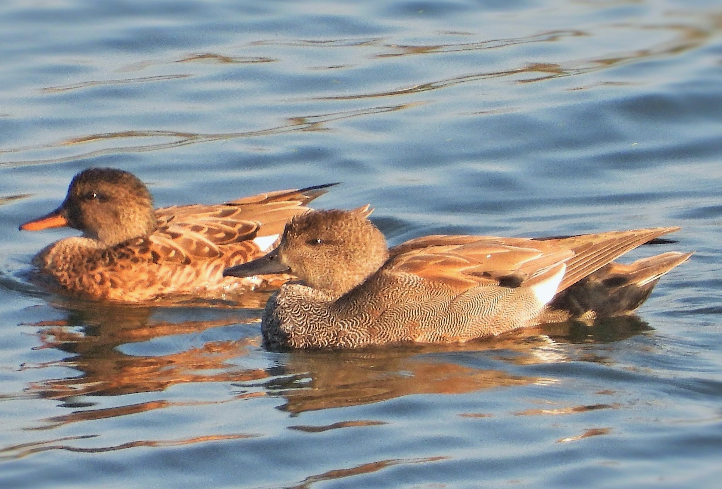 Migratory Birds in Jamshedpur | The Avenue Mail