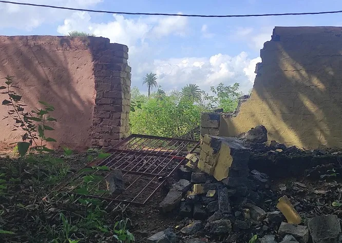 Elephants on rampage in Chakulia, break temple wall | The Avenue Mail