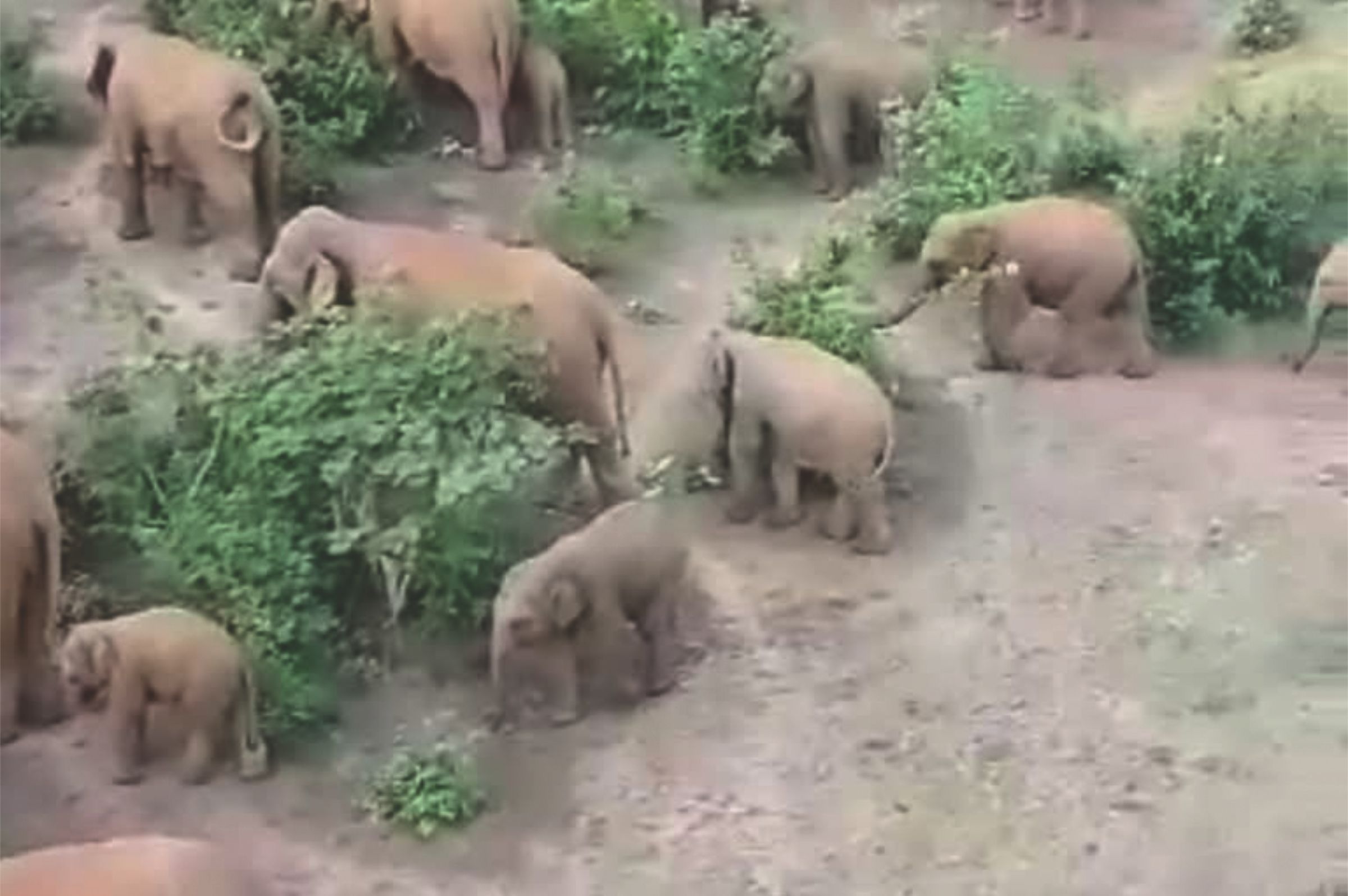 Elephants cause destruction in Chakulia: SFC godown and residential ...
