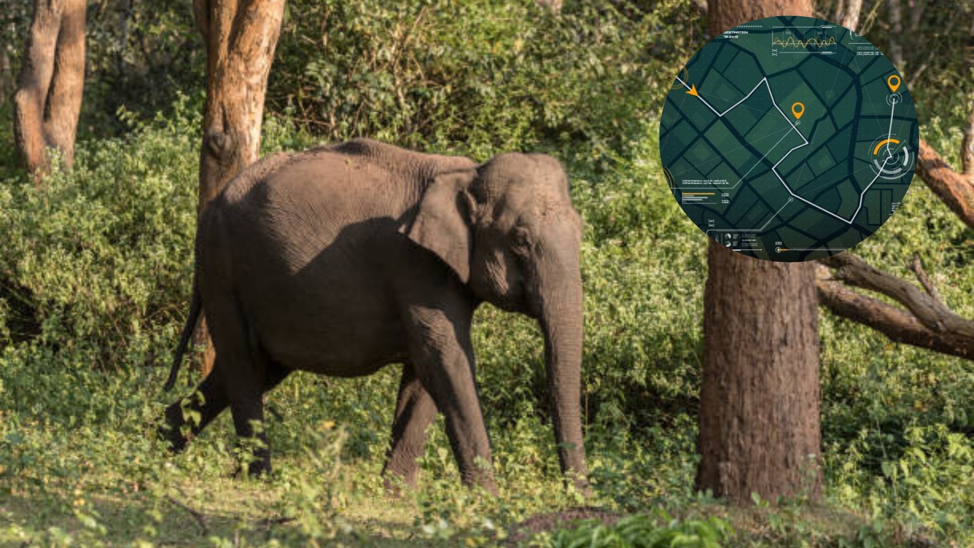 Jharkhand to sound ‘Elephant Alert’ with AI hooter system | The Avenue Mail