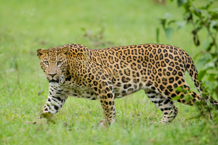 Leopard Presence Rises in Jamshedpur and Kolhan Forests: Camera Traps ...