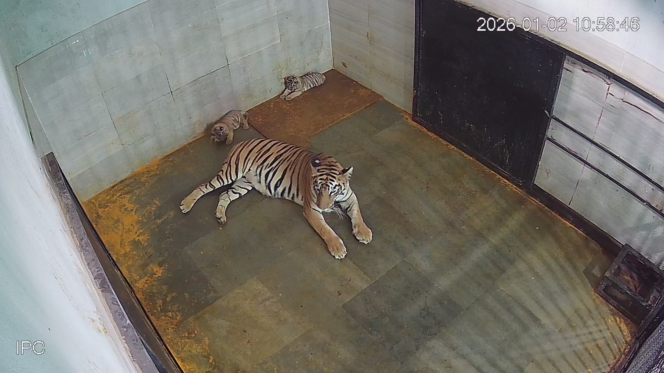 Jamshedpur's Tata Steel Zoo invites public to name new Tiger cubs | The ...
