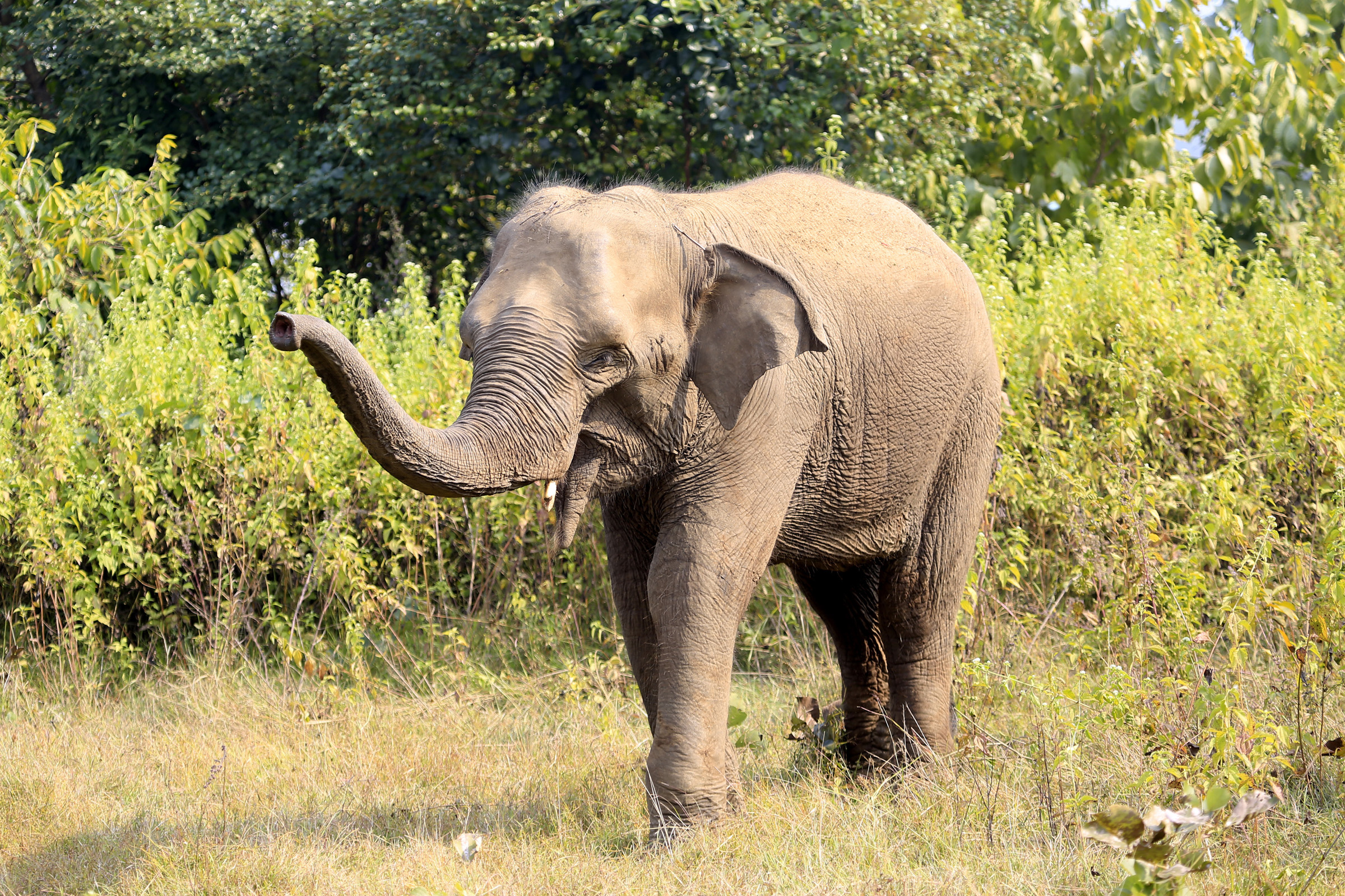 Elephant Attack Claims Life in Kukru, Villagers Block Road, Demand ...
